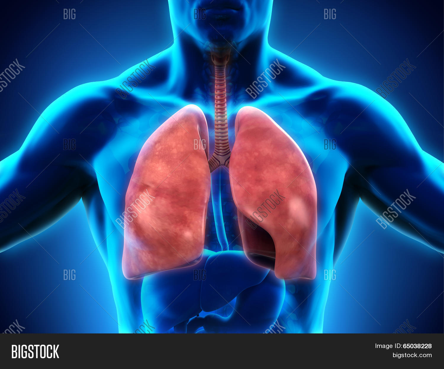 Human Respiratory Image & Photo (Free Trial) | Bigstock