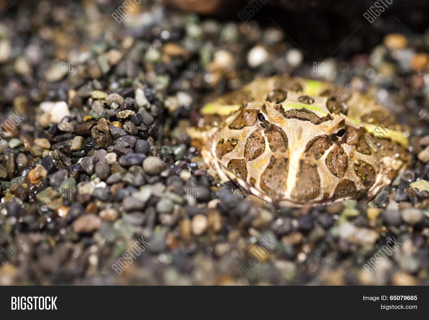 Frog Natural Habitat Image & Photo (Free Trial) | Bigstock