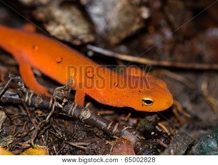 EFT Images, Illustrations & Vectors (Free) - Bigstock