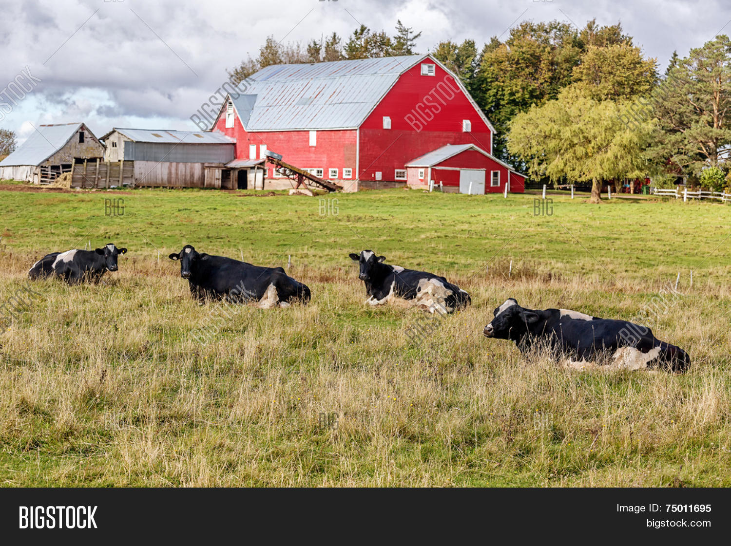 Dairy Cattle Red Barn Image & Photo (Free Trial) | Bigstock