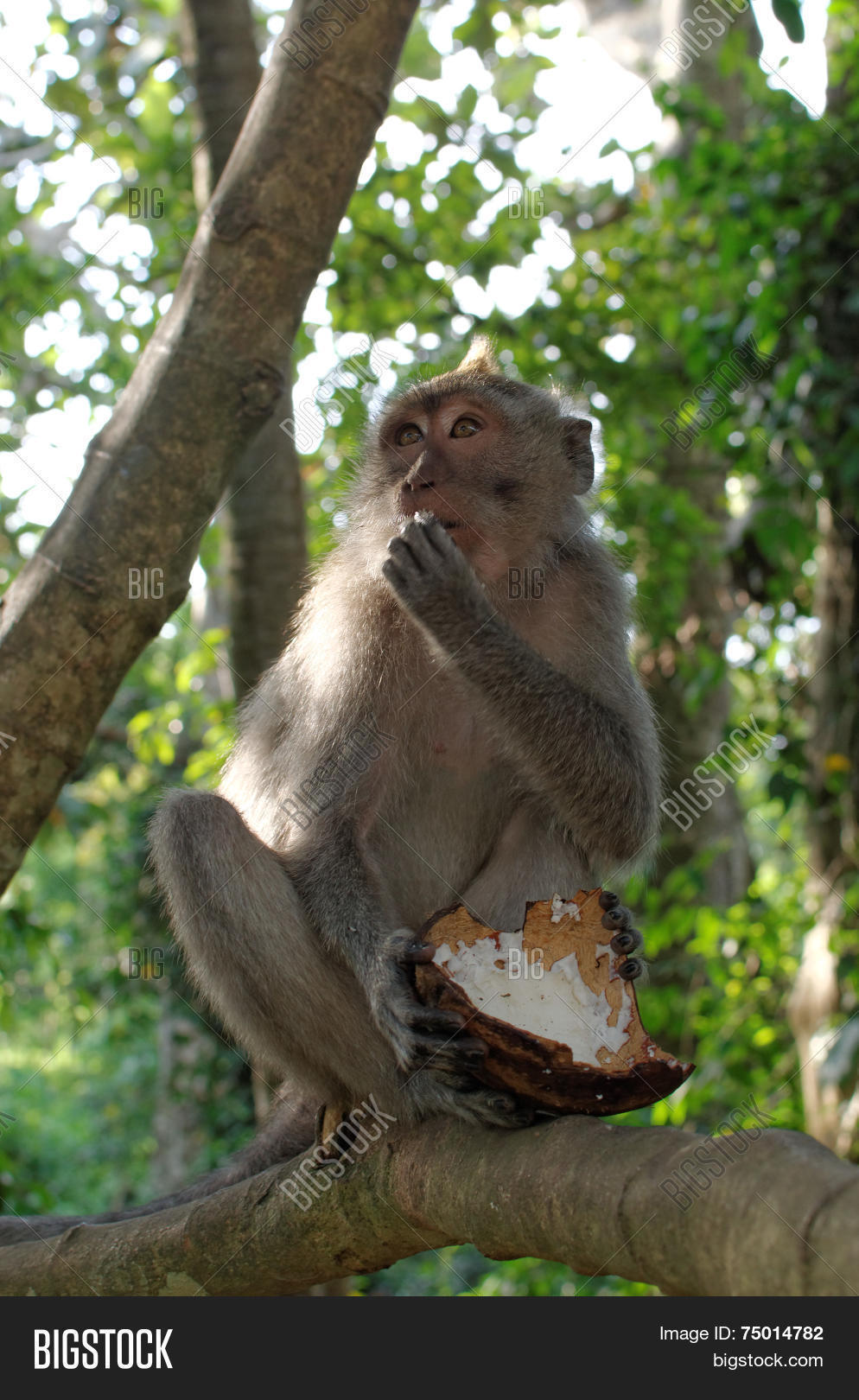 Crab-eating Macaque Image & Photo (Free Trial) | Bigstock