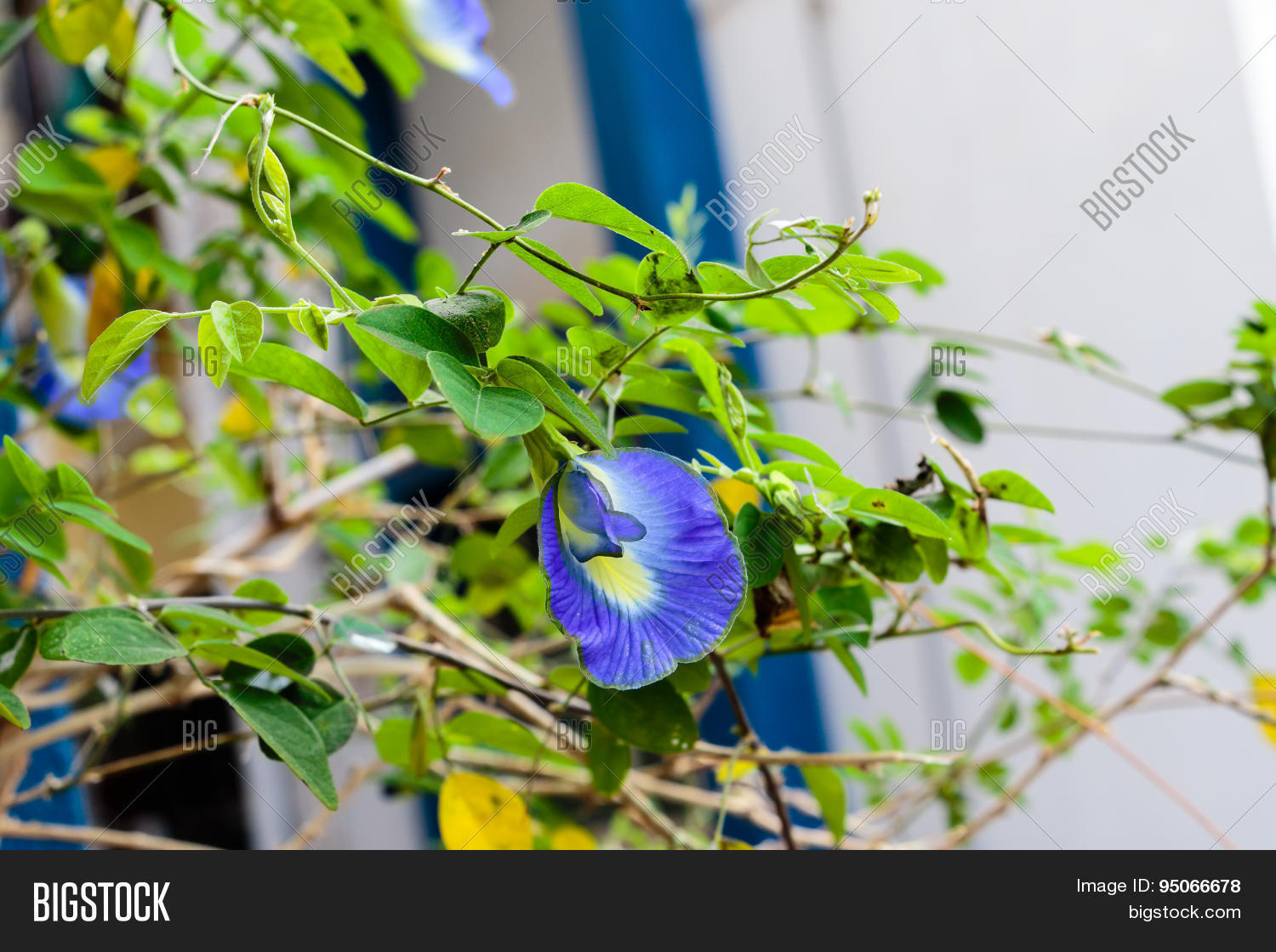 Shankha Pushpam ~ Image & Photo (Free Trial) | Bigstock