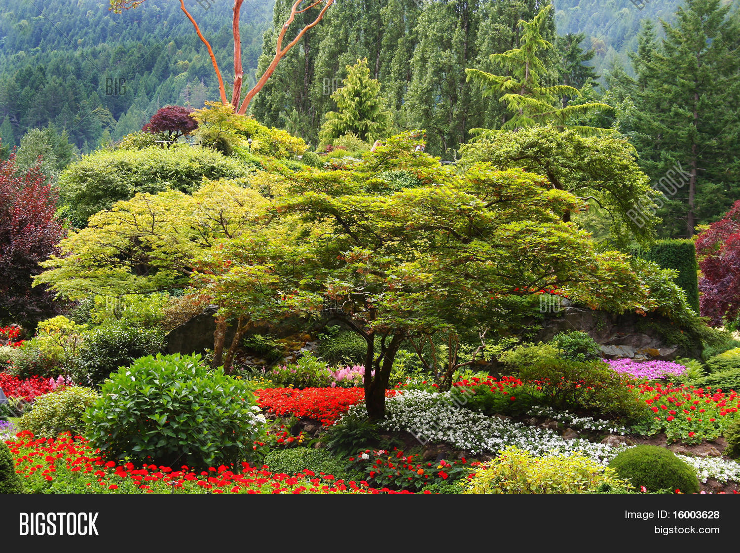 Tree Flower Garden Image & Photo (Free Trial) | Bigstock