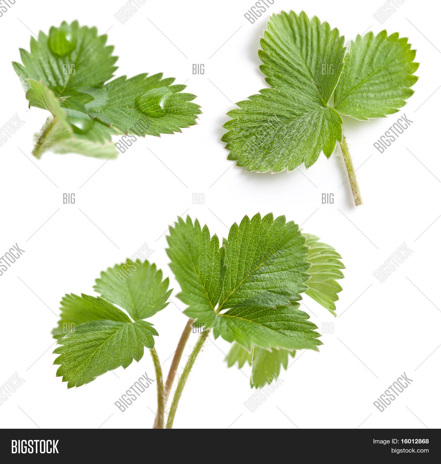 Strawberry Leaves Image & Photo (Free Trial) | Bigstock