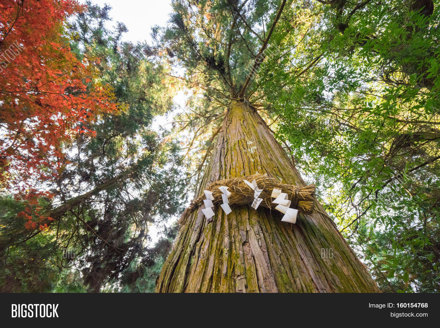 Divine Tree ( Image & Photo (Free Trial) | Bigstock
