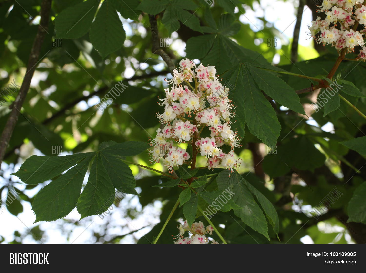 Chestnuts / Spring Image & Photo (Free Trial) | Bigstock