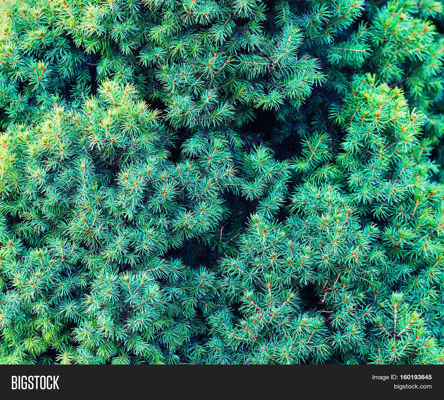 Green Fir Tree Image & Photo (Free Trial) | Bigstock