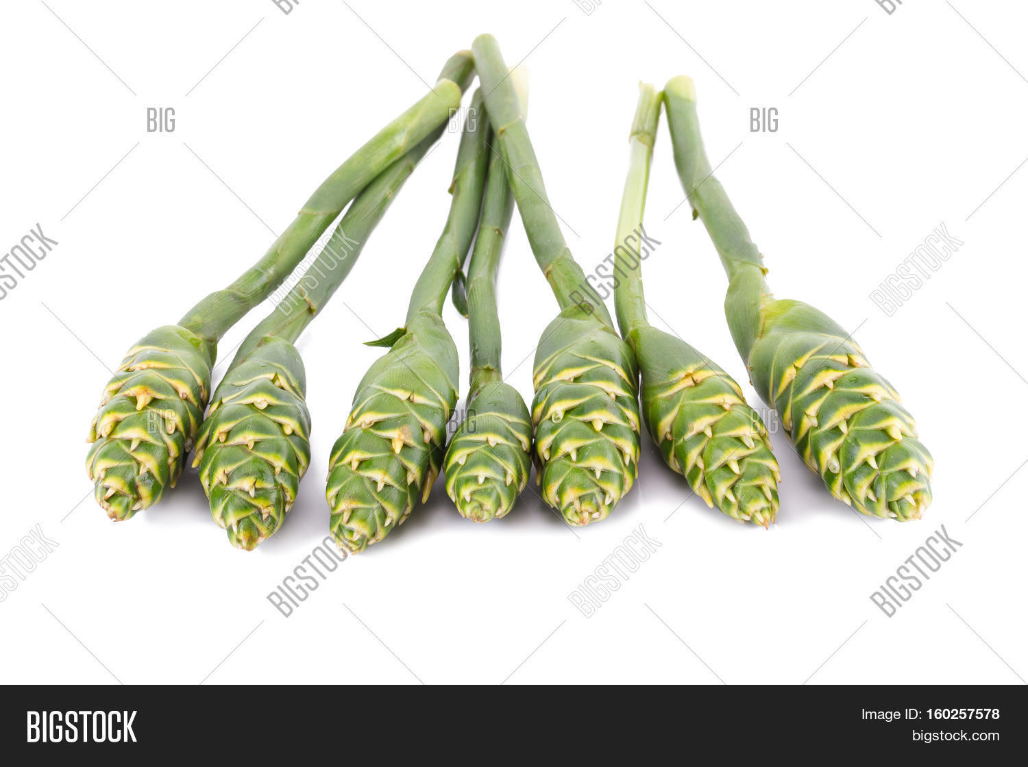 Zingiber Zerumbet Image & Photo (Free Trial) | Bigstock