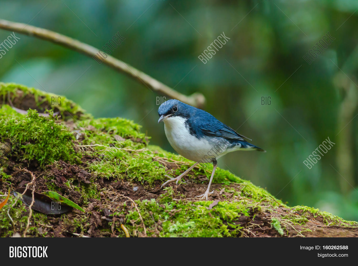 Siberian Blue Robin ( Image & Photo (Free Trial) | Bigstock