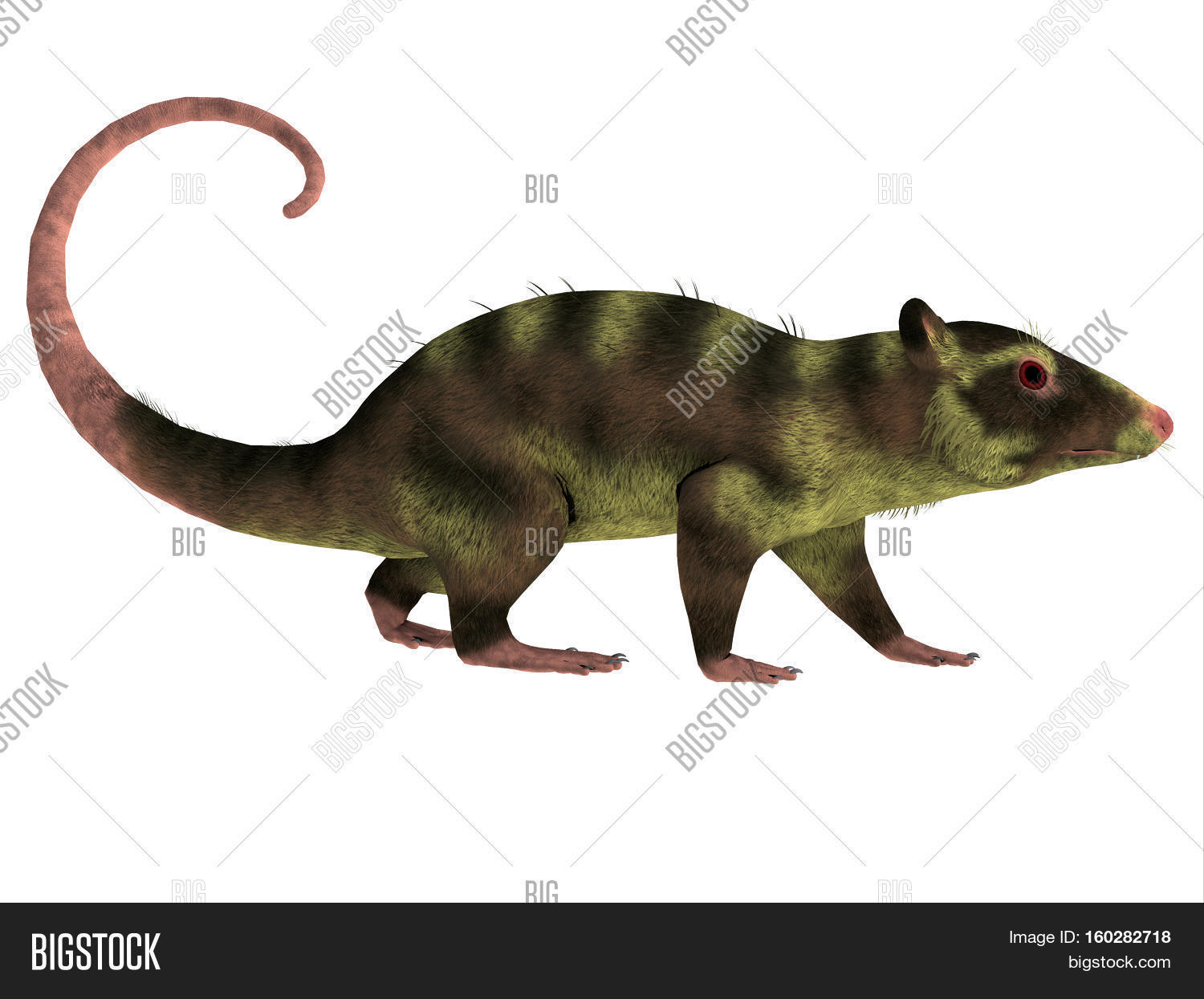 Purgatorius Primate Image & Photo (Free Trial) | Bigstock