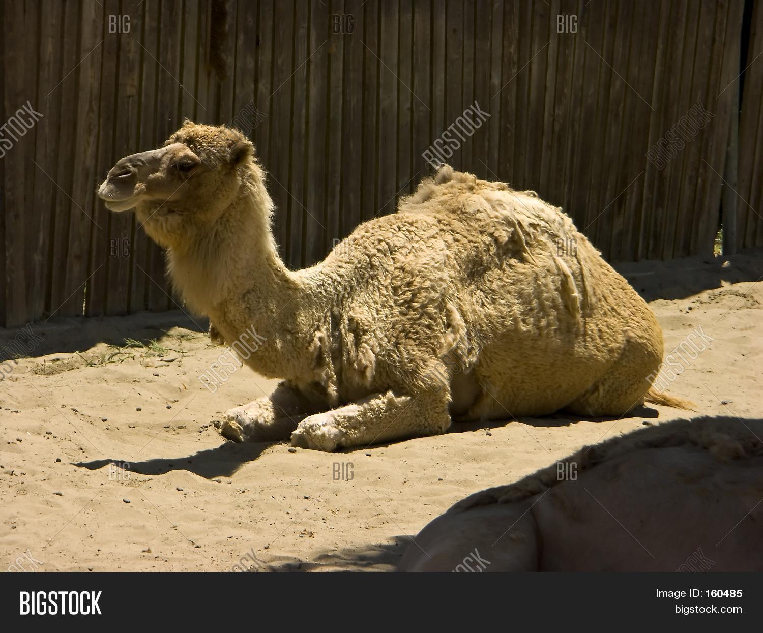 Sitting Camel Image & Photo (Free Trial) | Bigstock