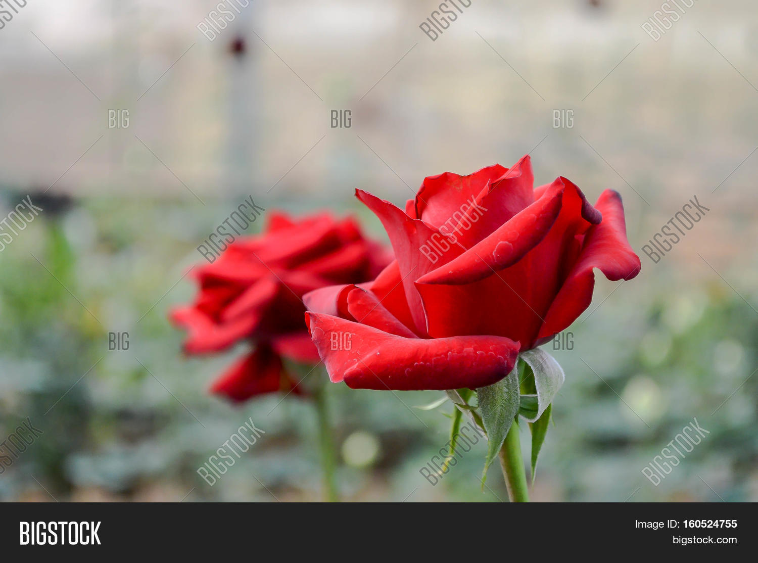 Red Roses Symbol Love Image & Photo (Free Trial) | Bigstock