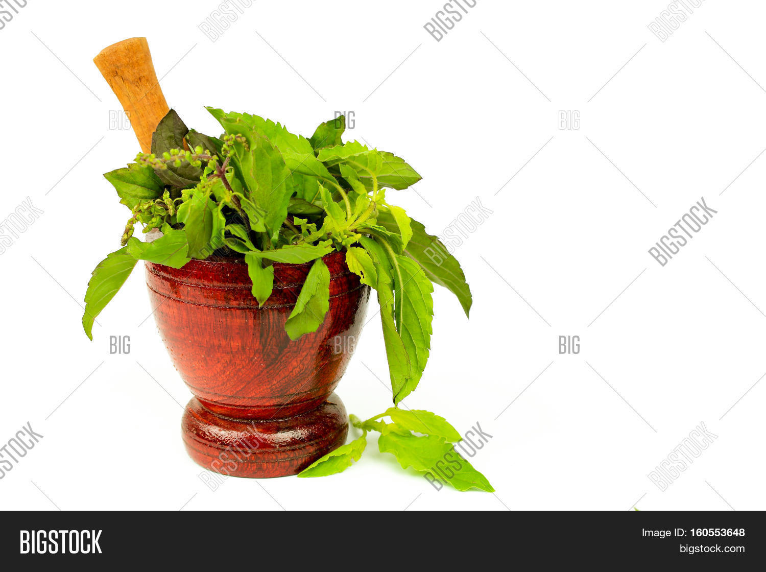 Holy Basil HOt Basil Image & Photo (Free Trial) | Bigstock