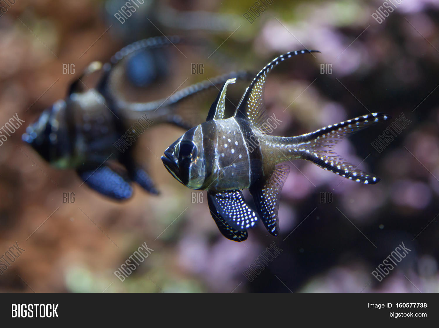 Banggai Cardinalfish ( Image & Photo (Free Trial) | Bigstock