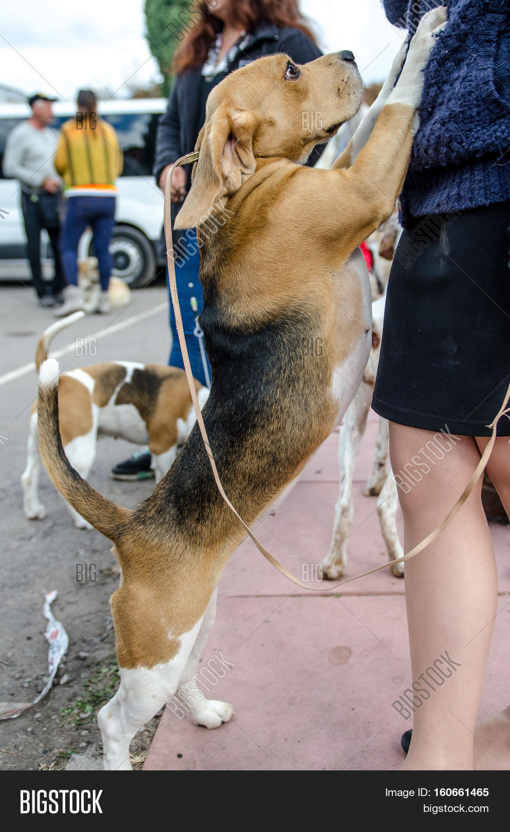 Beagle Dogs Walk. Image & Photo (Free Trial) | Bigstock