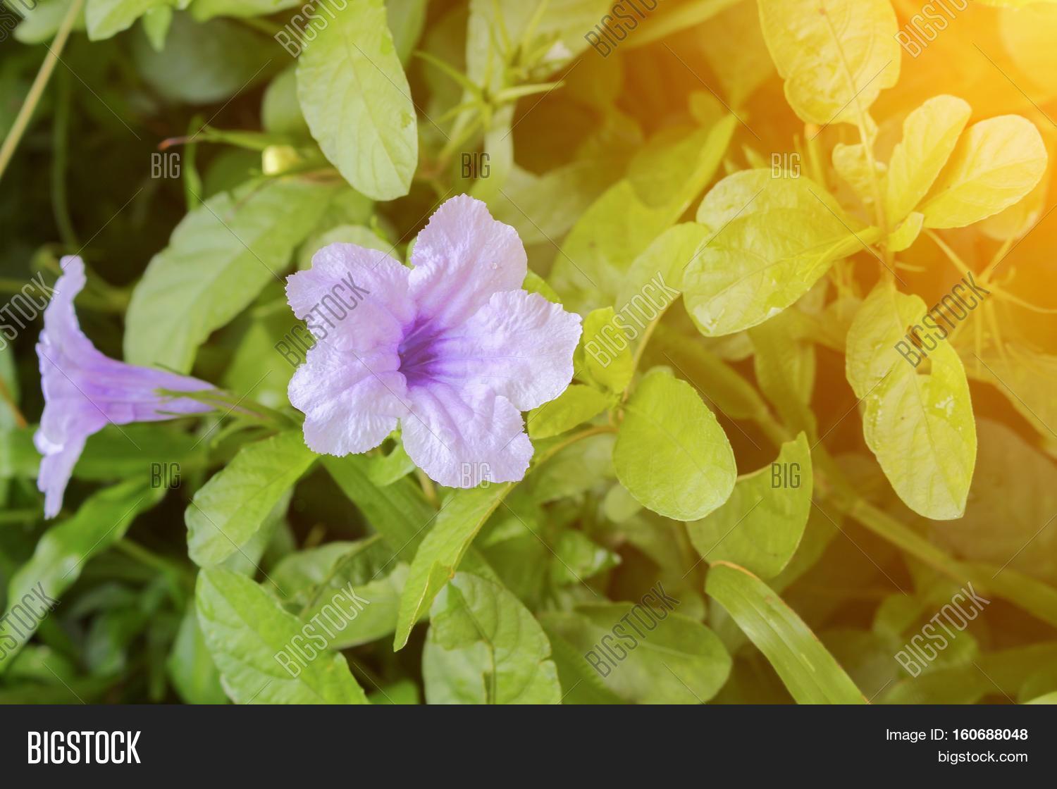Popping Pod Flower Image & Photo (Free Trial) | Bigstock