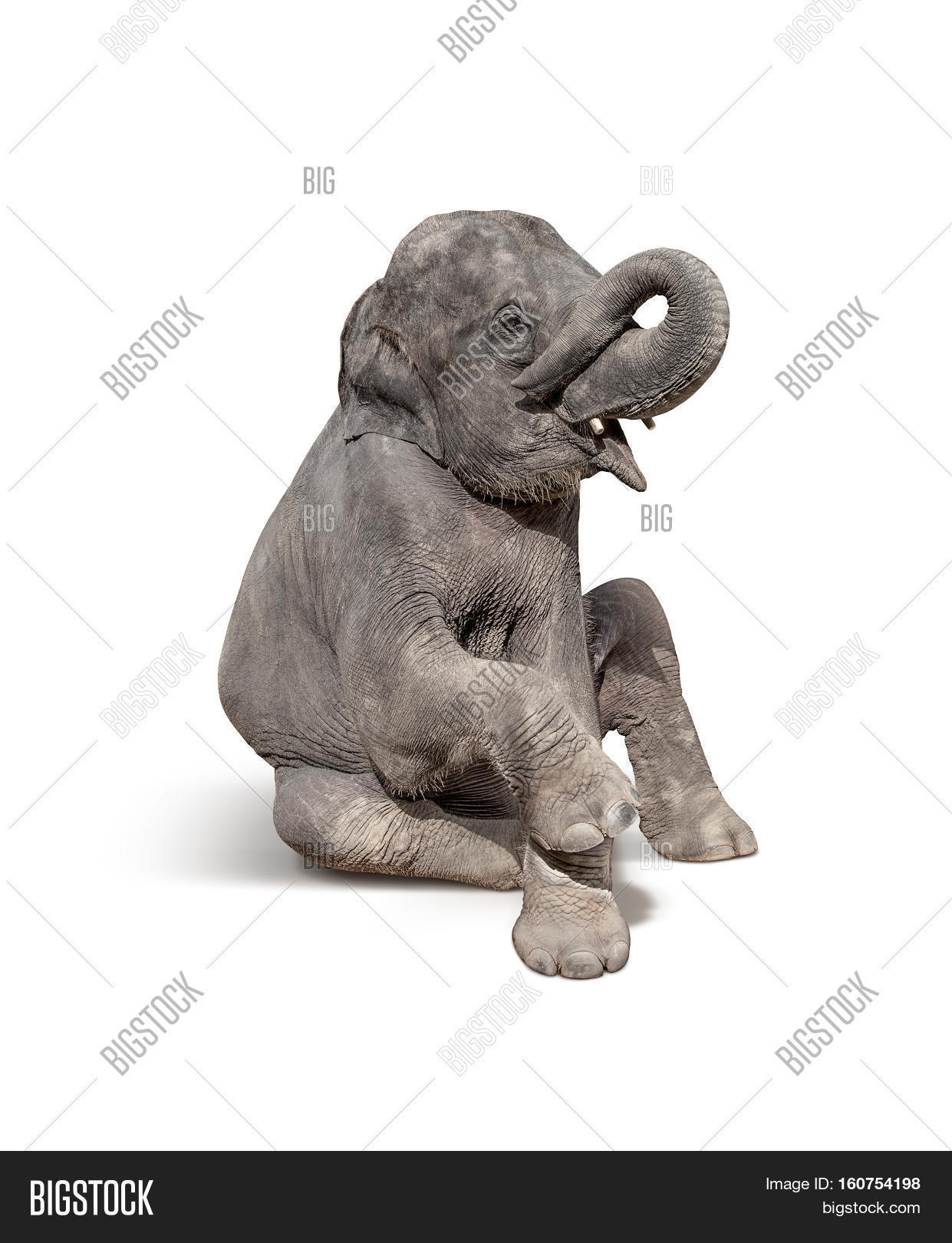 Young Baby Elephant Image & Photo (Free Trial) | Bigstock