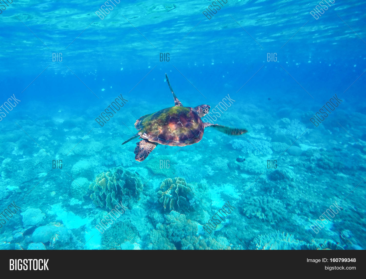 Sea Turtle Blue Water Image & Photo (Free Trial) | Bigstock