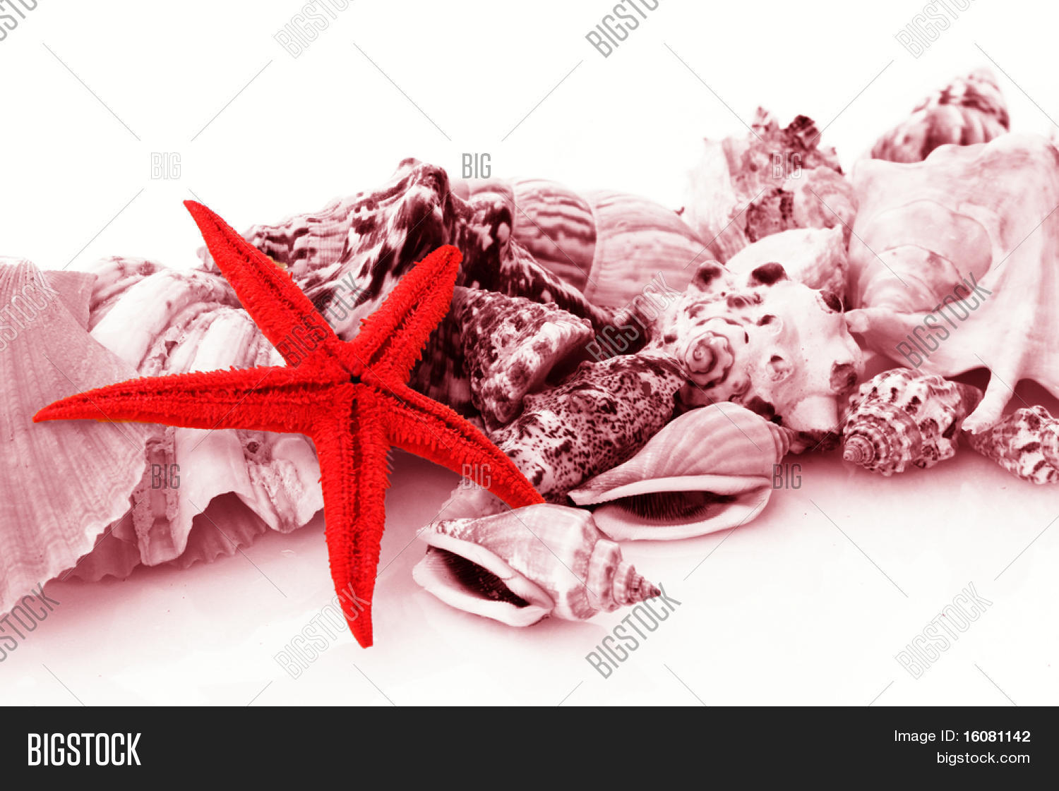 Sea Star Sea Shells Image & Photo (Free Trial) | Bigstock