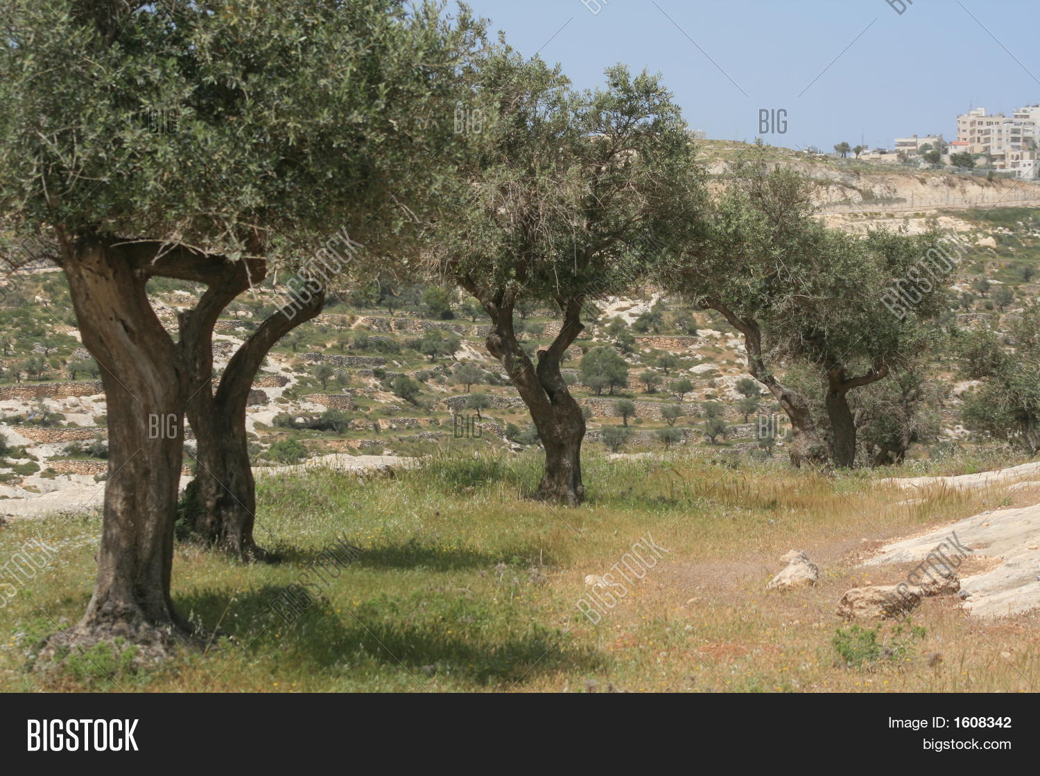 Three Olive Trees Row Image & Photo (Free Trial) | Bigstock