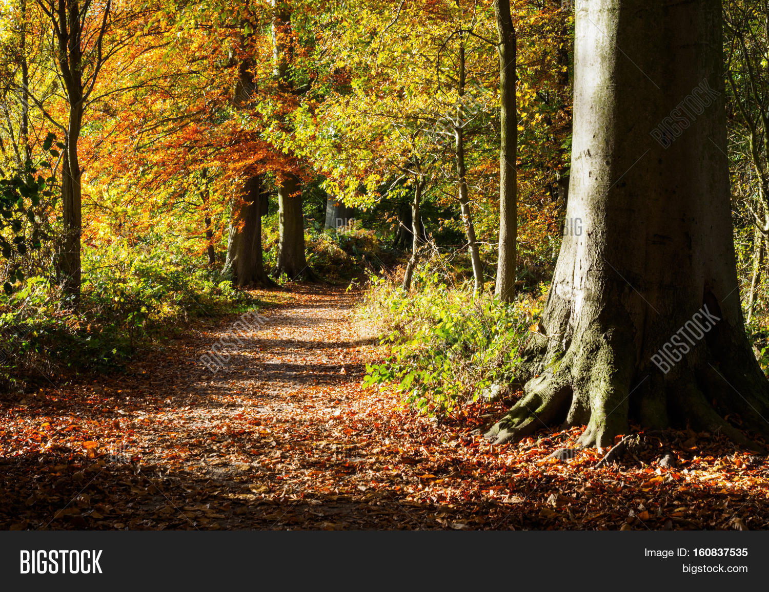 Colourful Autumn Walk Image & Photo (Free Trial) | Bigstock