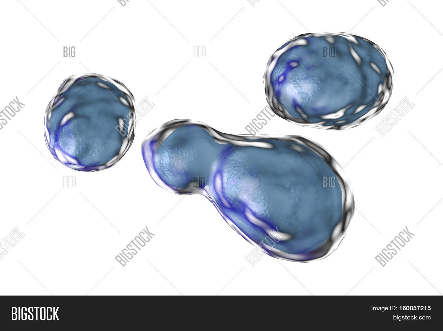 Pathogenic Yeast Image & Photo (Free Trial) | Bigstock