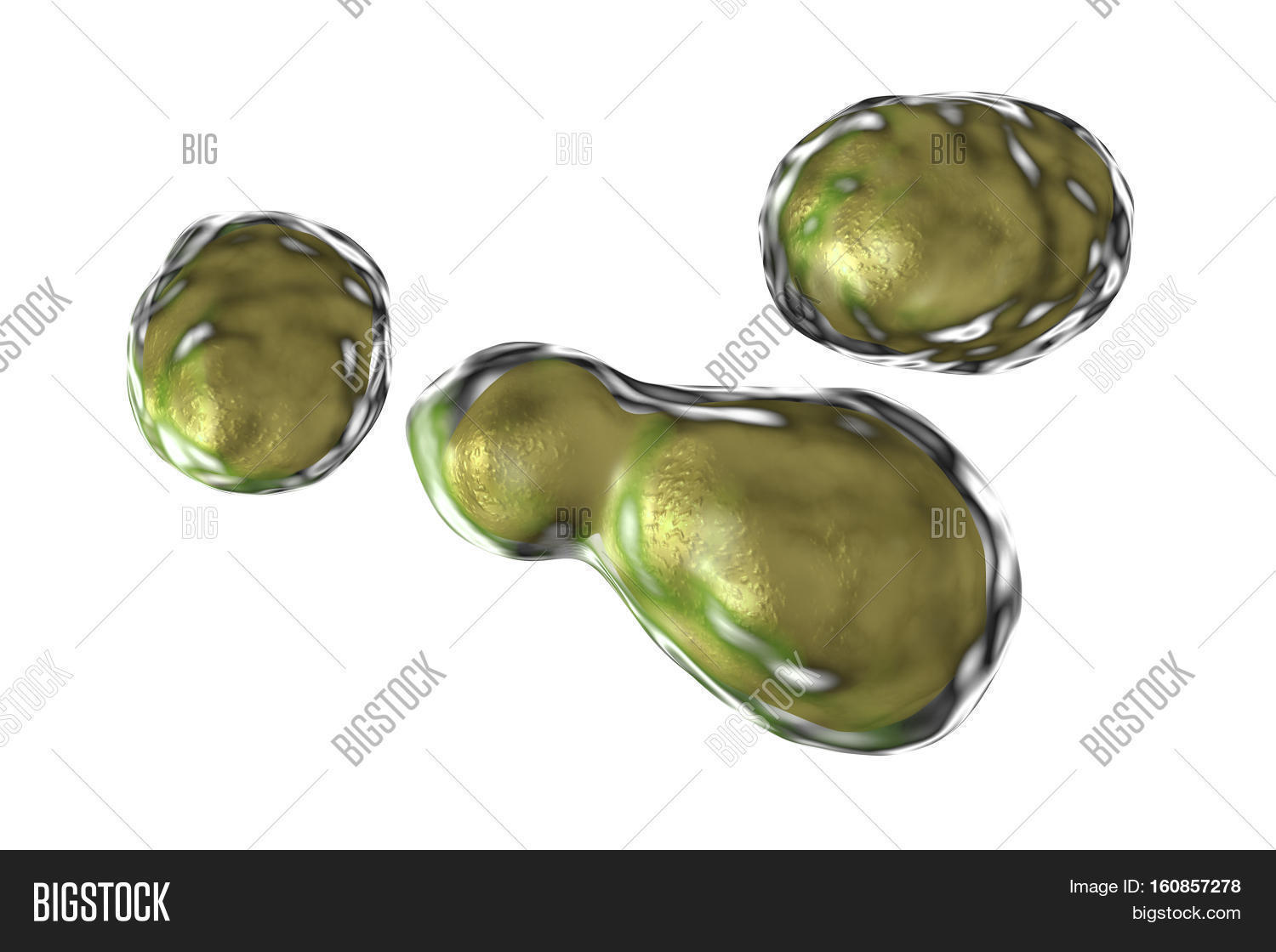 Pathogenic Yeast Image & Photo (Free Trial) | Bigstock