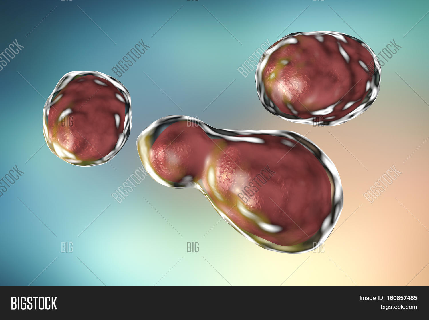 Pathogenic Yeast Image & Photo (Free Trial) | Bigstock