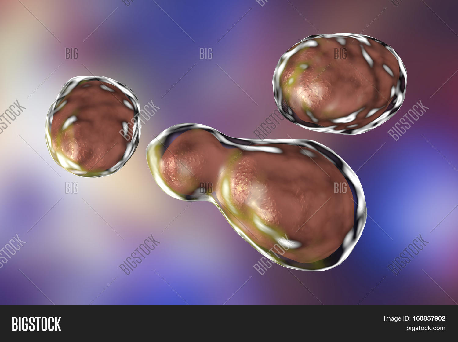 Pathogenic Yeast Image & Photo (Free Trial) | Bigstock