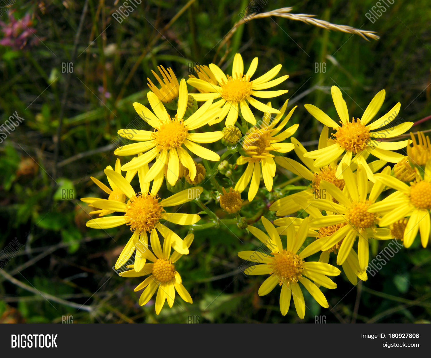 Jacobea Vulgaris Image & Photo (Free Trial) | Bigstock