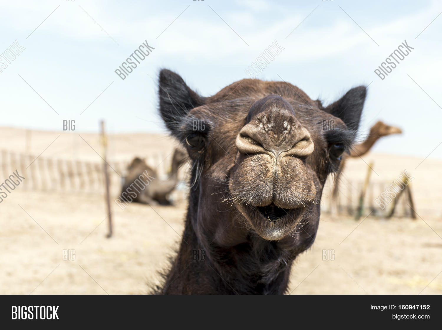 Funny Looking Camel