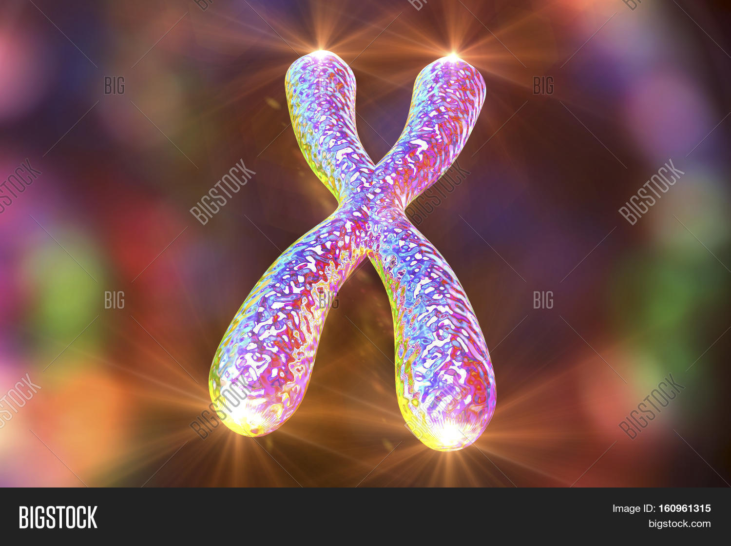 Human X Chromosome Image & Photo (Free Trial) | Bigstock