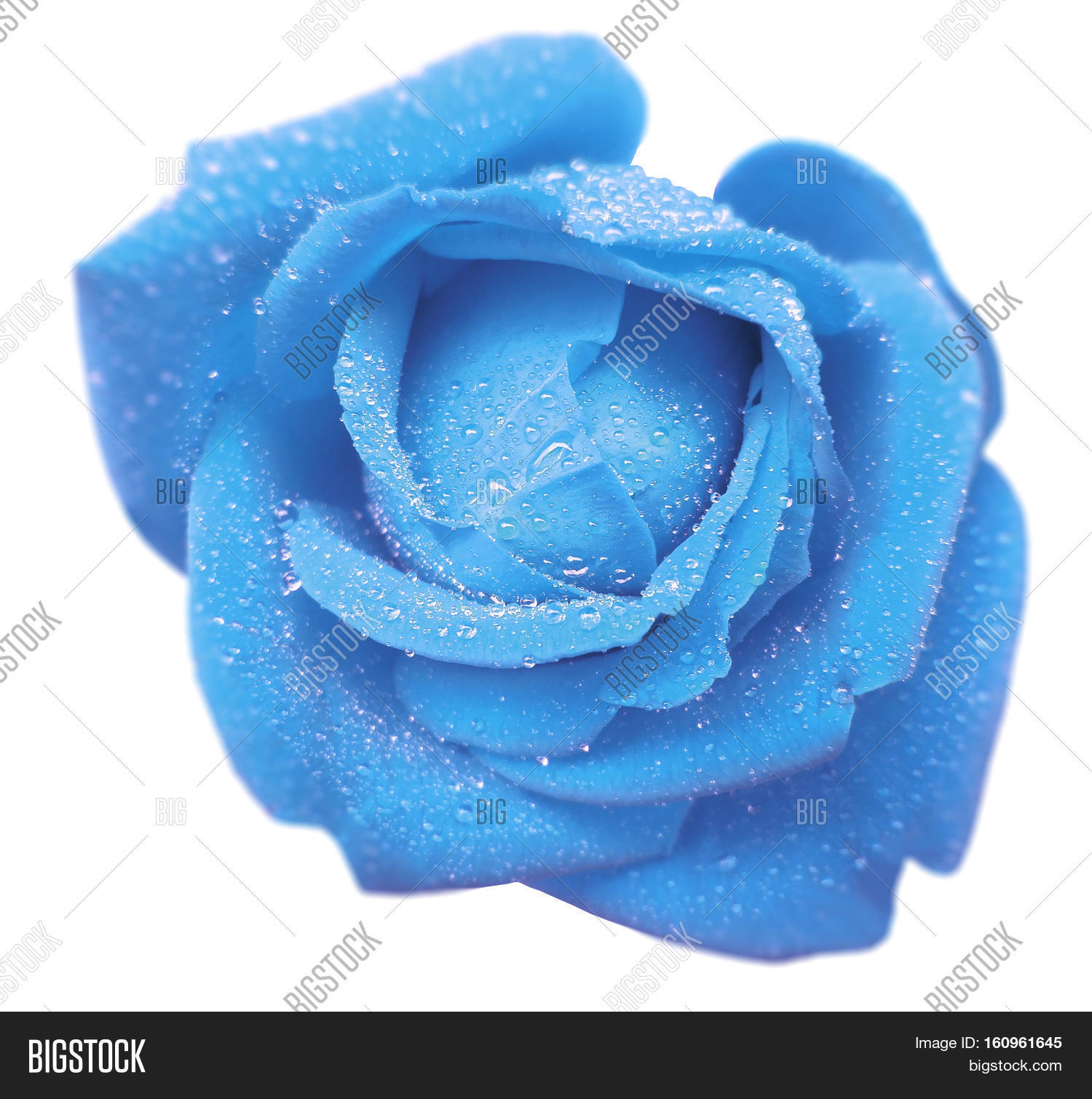 Light Blue Rose Flower Image & Photo (Free Trial) | Bigstock