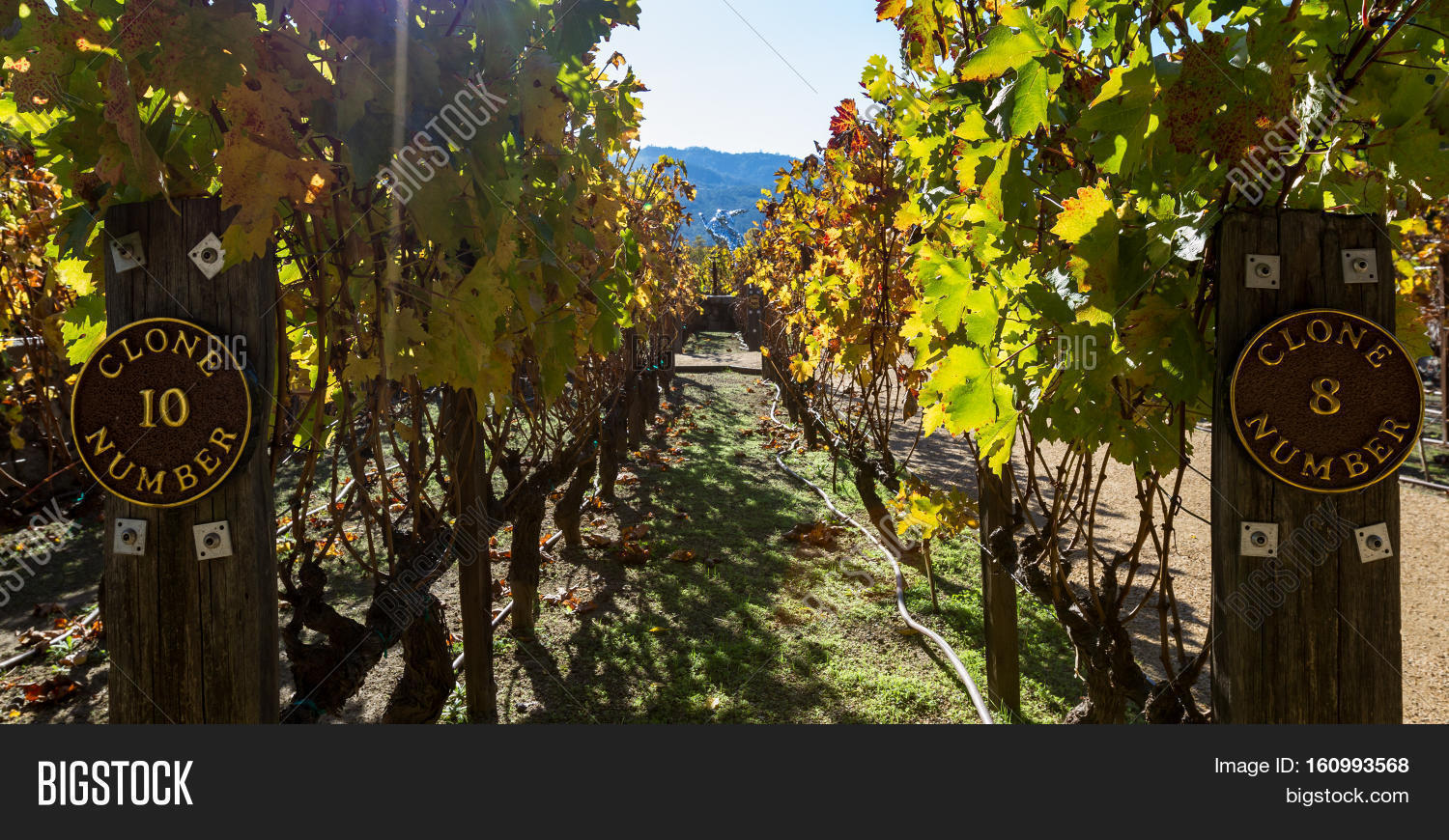 Grape Vine Clones Image & Photo (Free Trial) | Bigstock