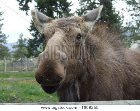 Canadian Mousse Image & Photo (Free Trial) | Bigstock