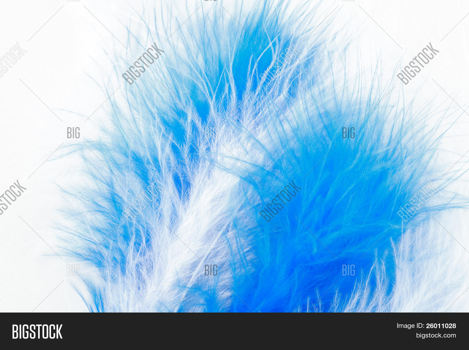 White Blue Feather Image & Photo (Free Trial) | Bigstock