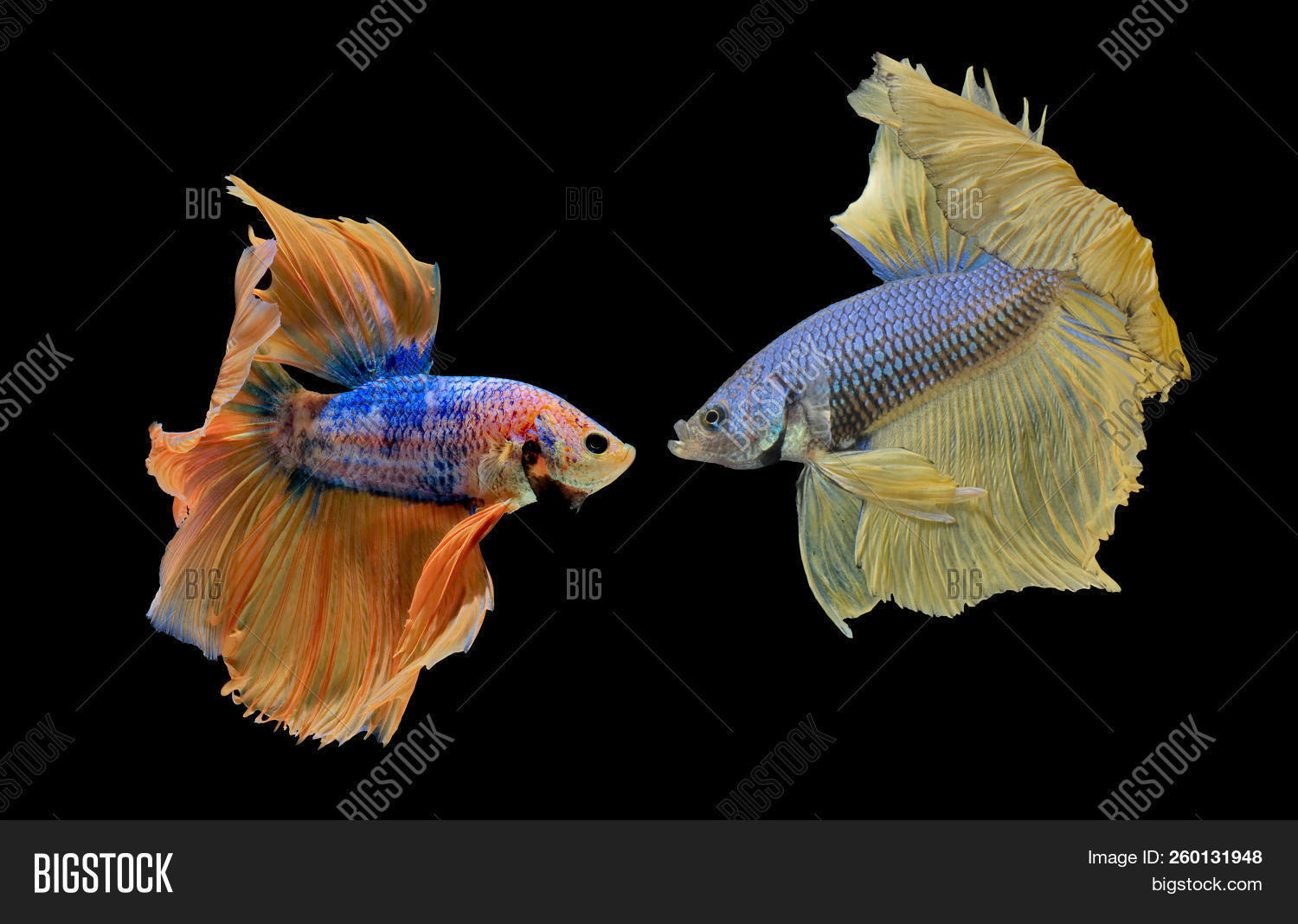 Siamese Fighting Fish Image & Photo (Free Trial) | Bigstock