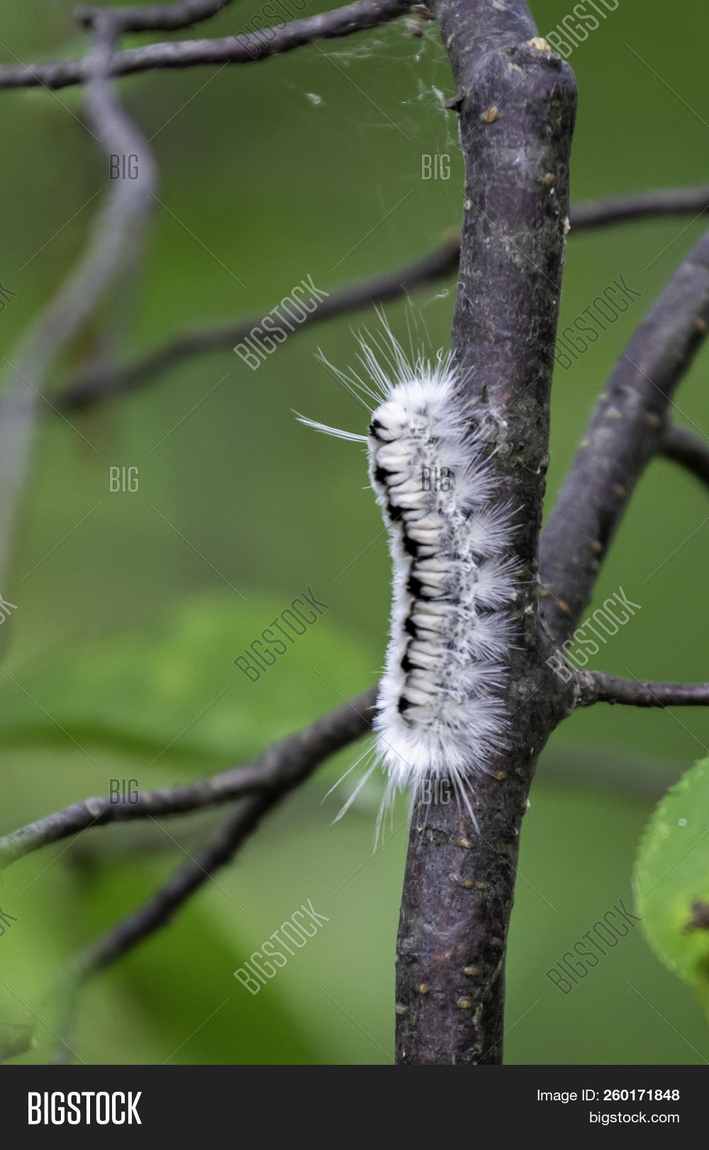 This Black White Image & Photo (Free Trial) | Bigstock