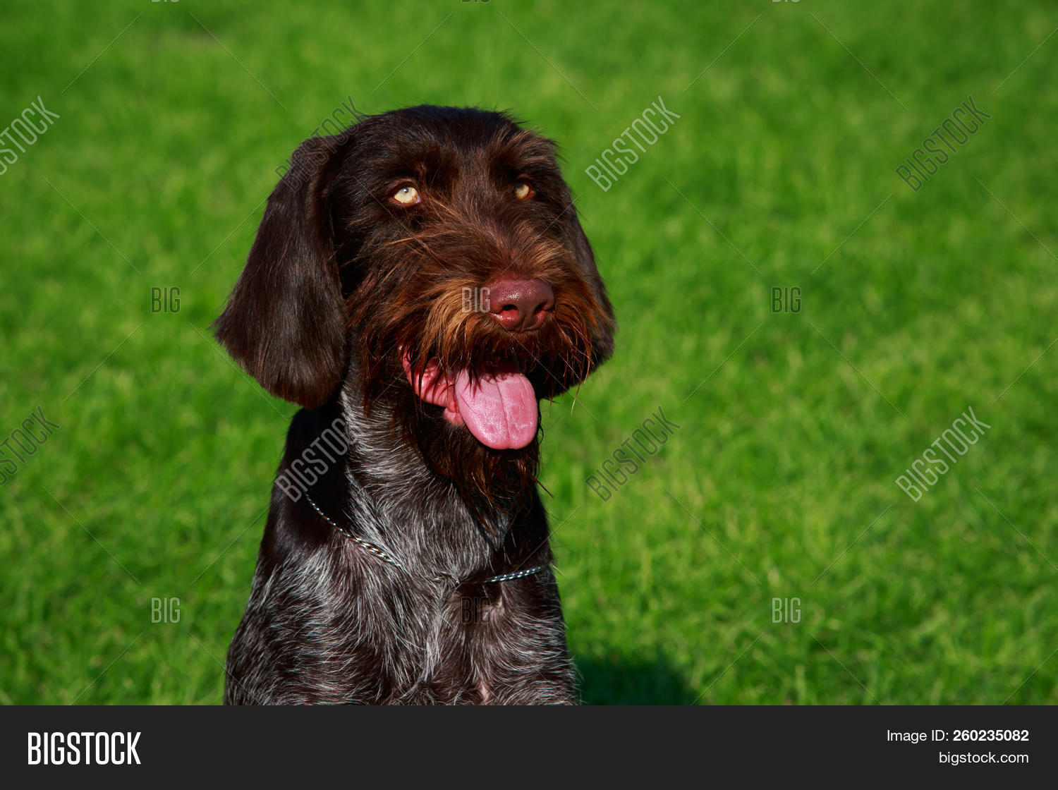 Dog Breed Drahthaar Image & Photo (Free Trial) | Bigstock