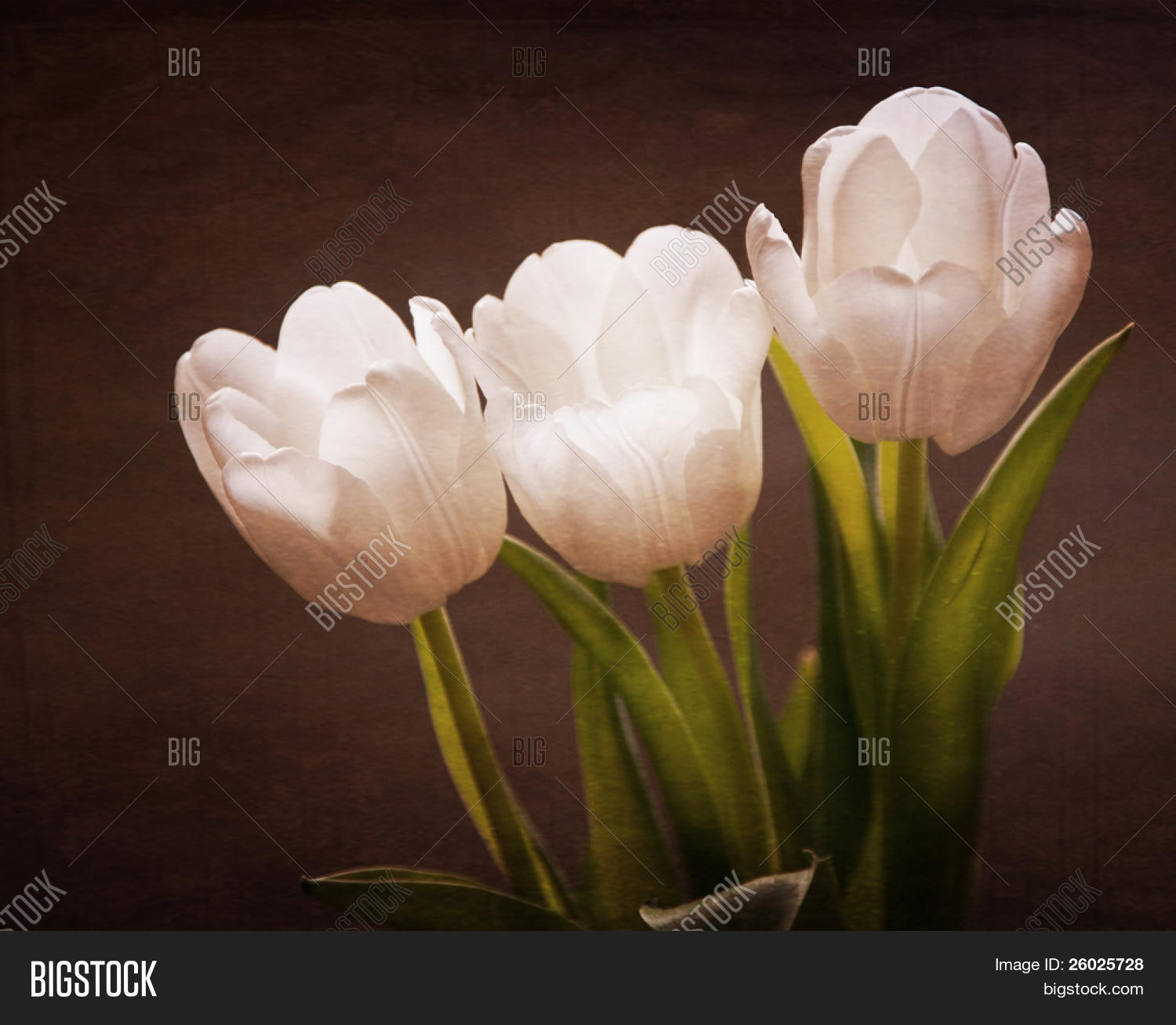 Vintage Tulips Image & Photo (Free Trial) | Bigstock