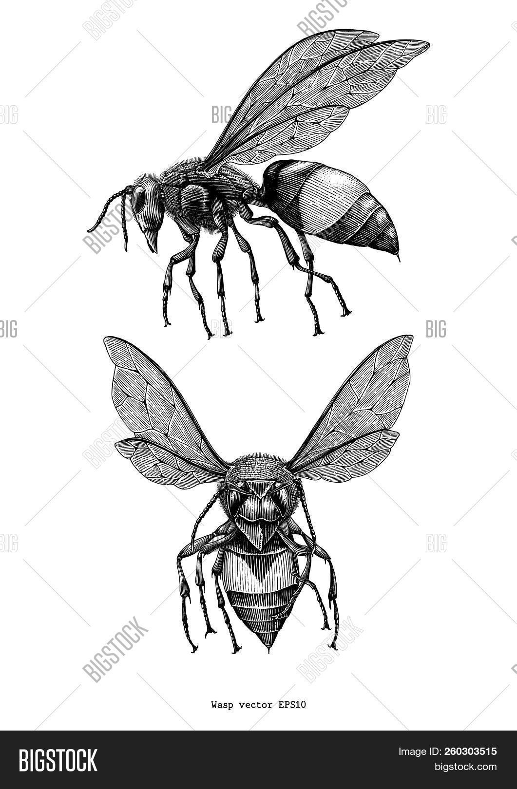 Wasp Hand Draw Vector & Photo (Free Trial) | Bigstock