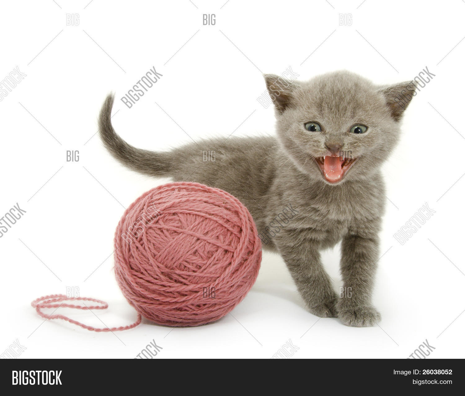 Small Funny Kitten Image & Photo (Free Trial) | Bigstock
