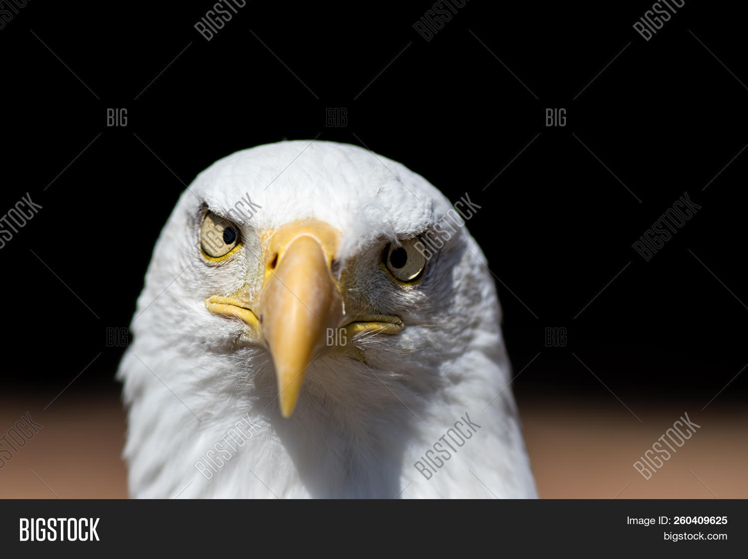 America Gone Mad. Image & Photo (Free Trial) | Bigstock