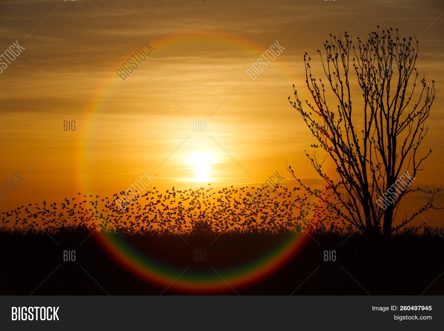 Tree Against Sunlight Image & Photo (Free Trial) | Bigstock