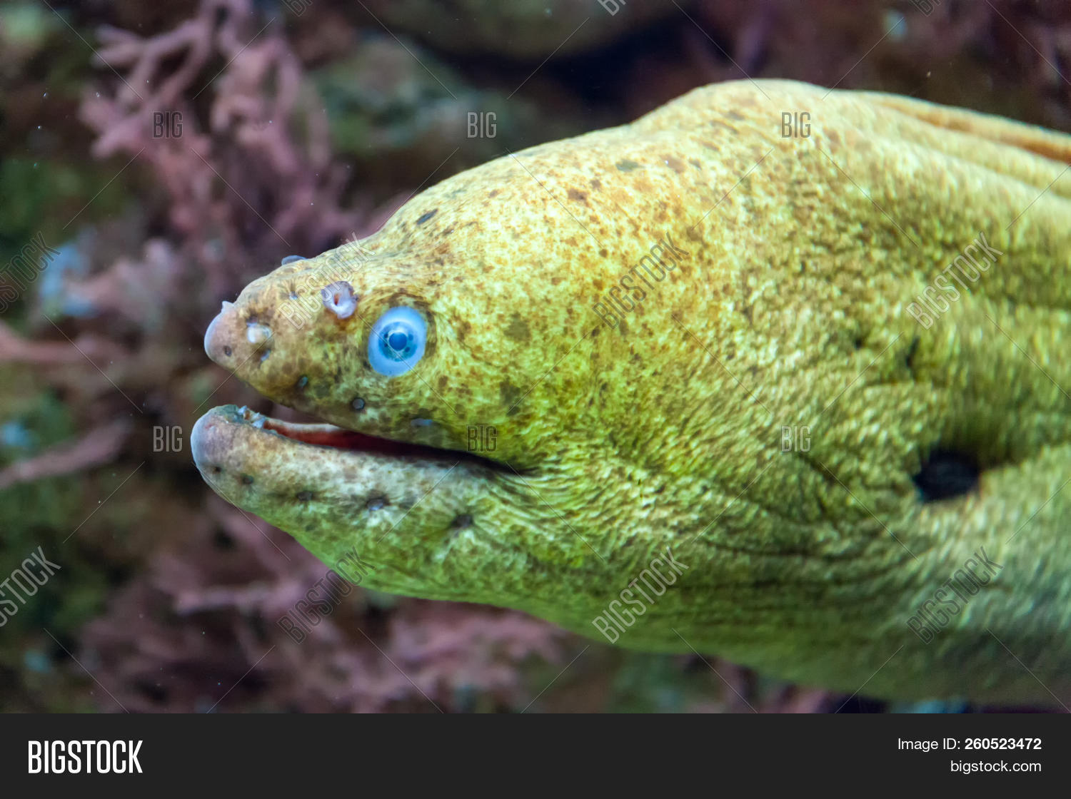 Moray Eel Head Image & Photo (Free Trial) | Bigstock
