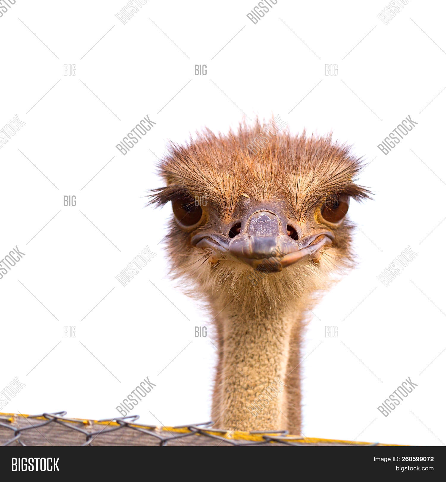 Funny Strange Ostrich Image & Photo (Free Trial) | Bigstock