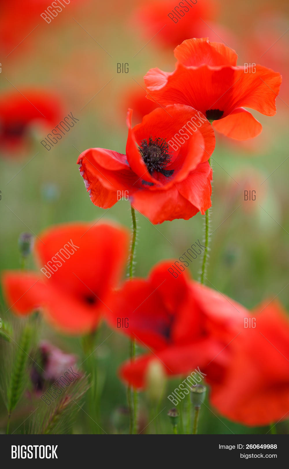 Red Poppies On Image & Photo (Free Trial) | Bigstock