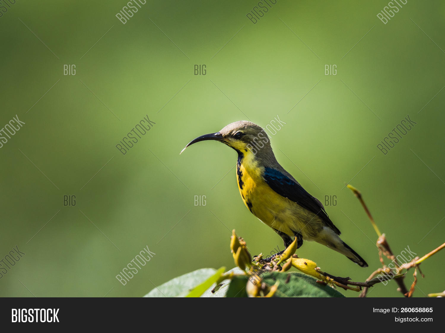 Male Purple Sunbird Image & Photo (Free Trial) | Bigstock