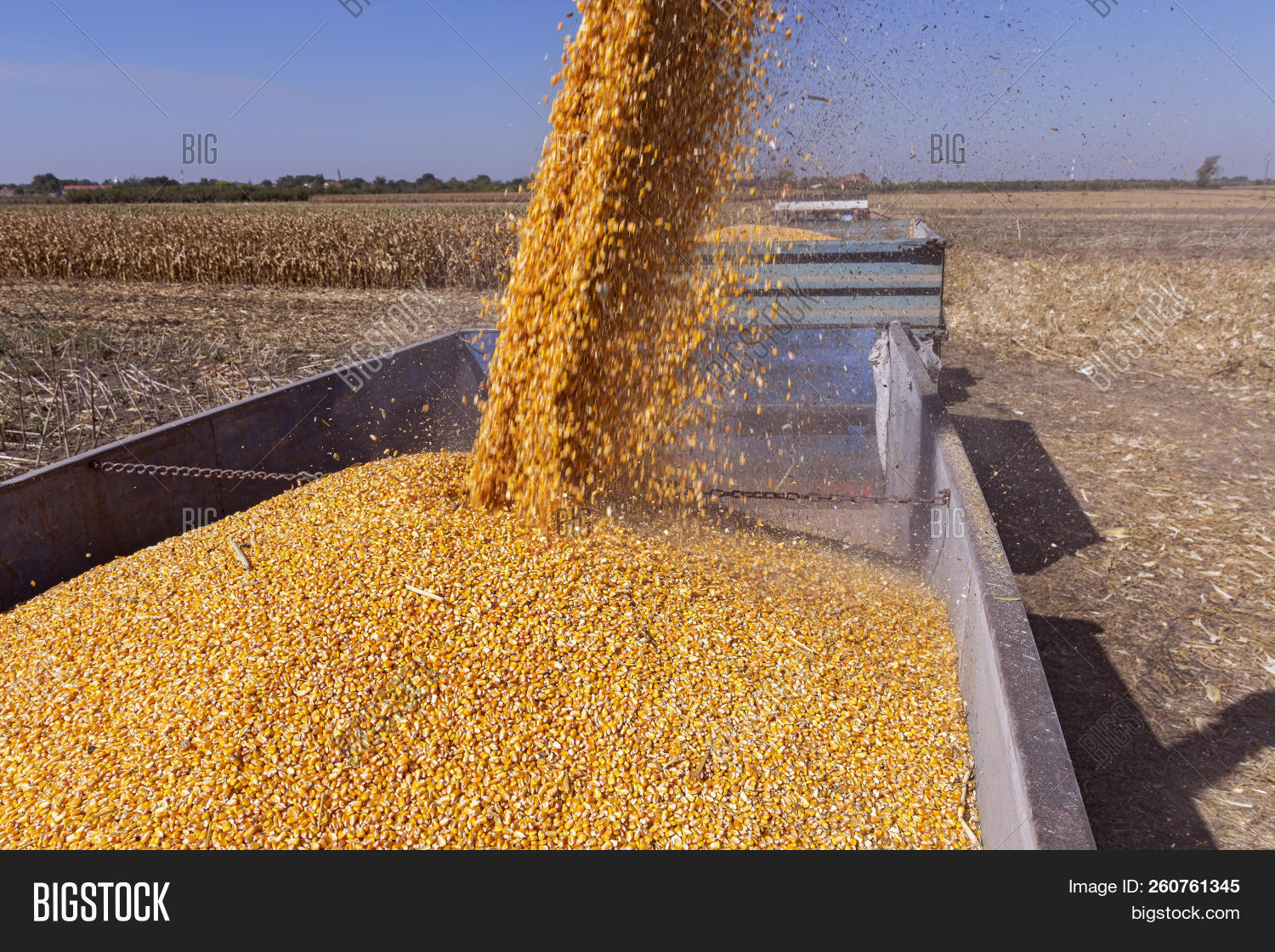 Corn Falling Combine Image & Photo (Free Trial) | Bigstock