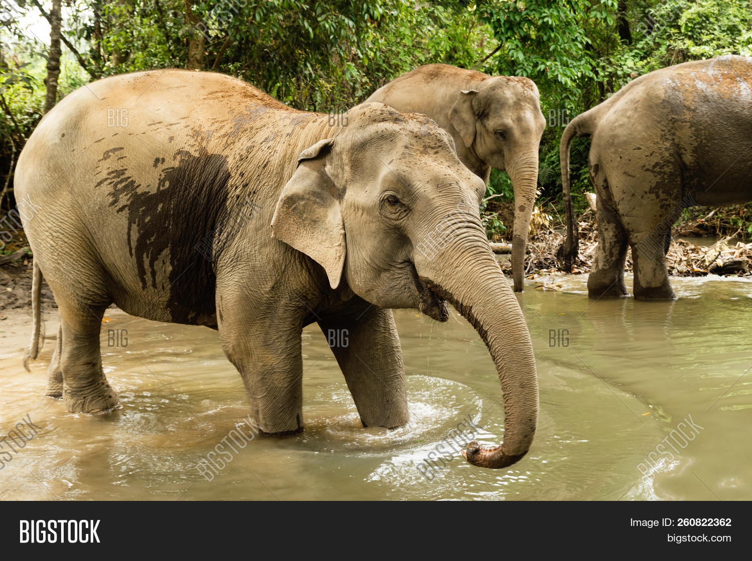 Group Elephants Image & Photo (Free Trial) | Bigstock